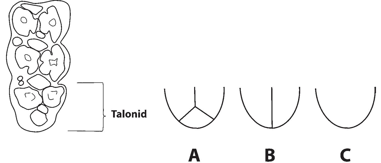 Keys to the different types (a, b, c) of minor variants in