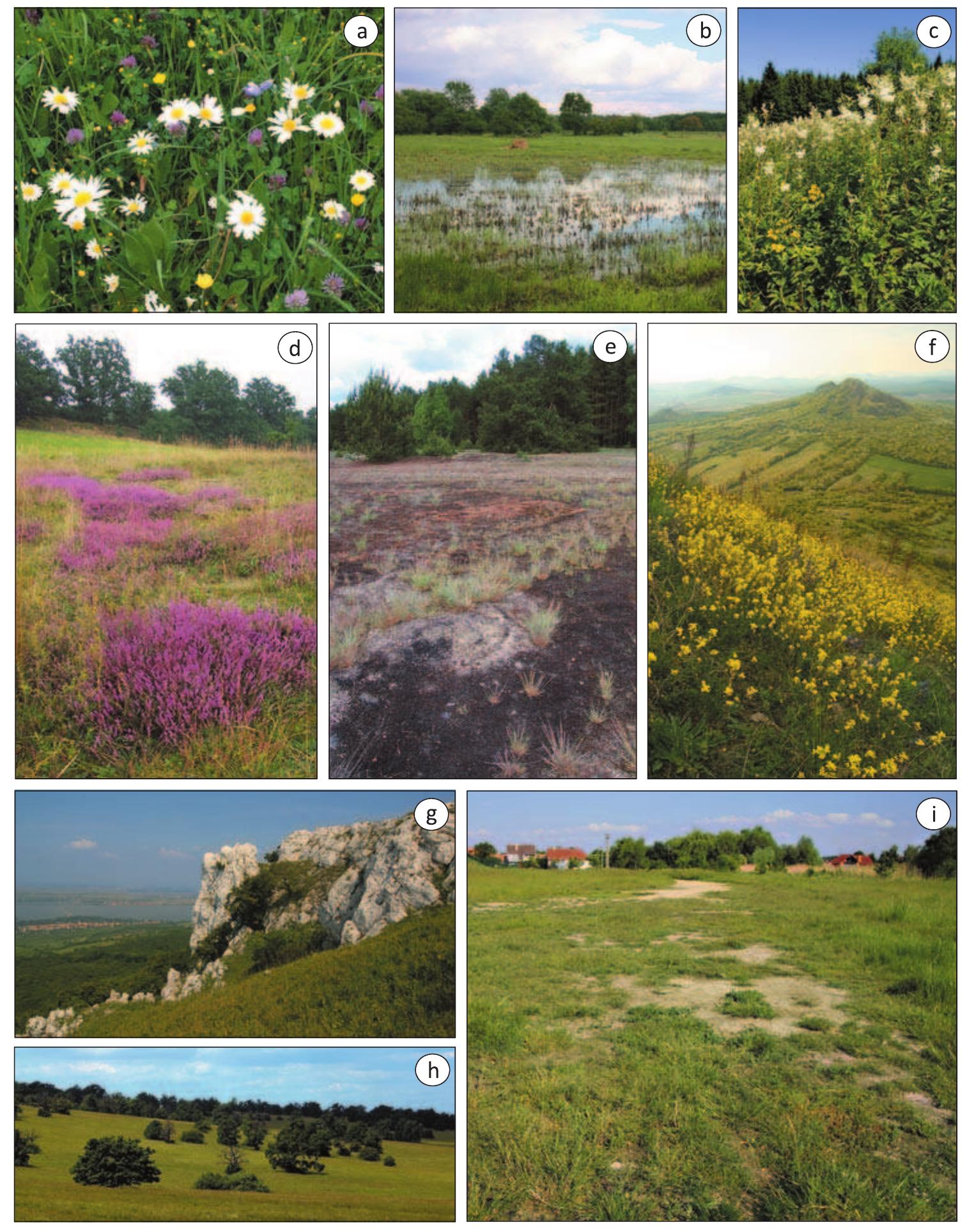 examples of different types of grassland vegetation in the
