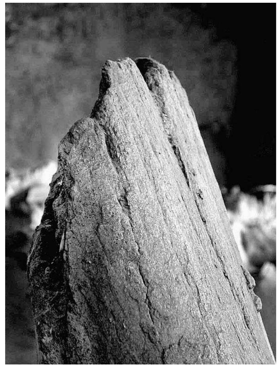 The highly weathered protruding femur in grid i57 (complex