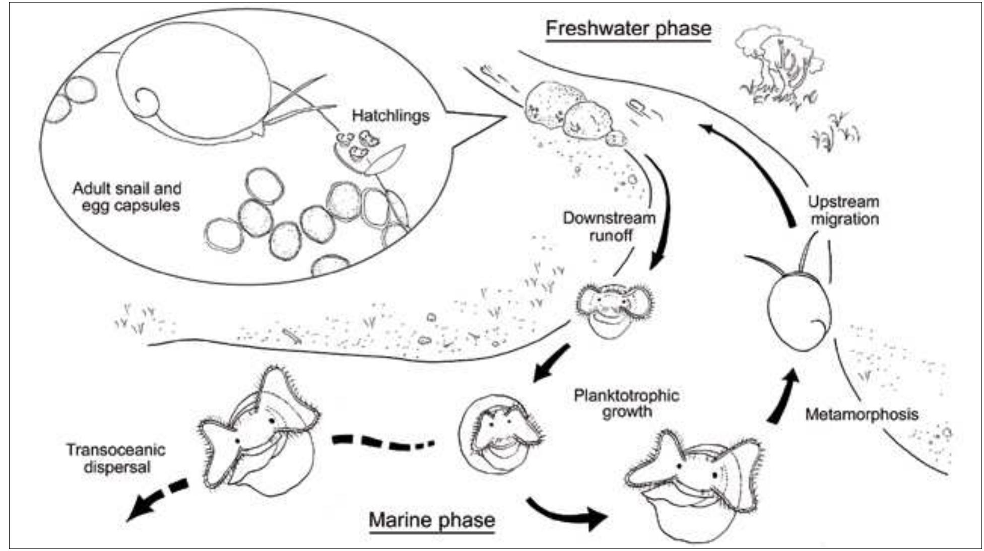 Schematic illustration for the amphidromous life cycle of