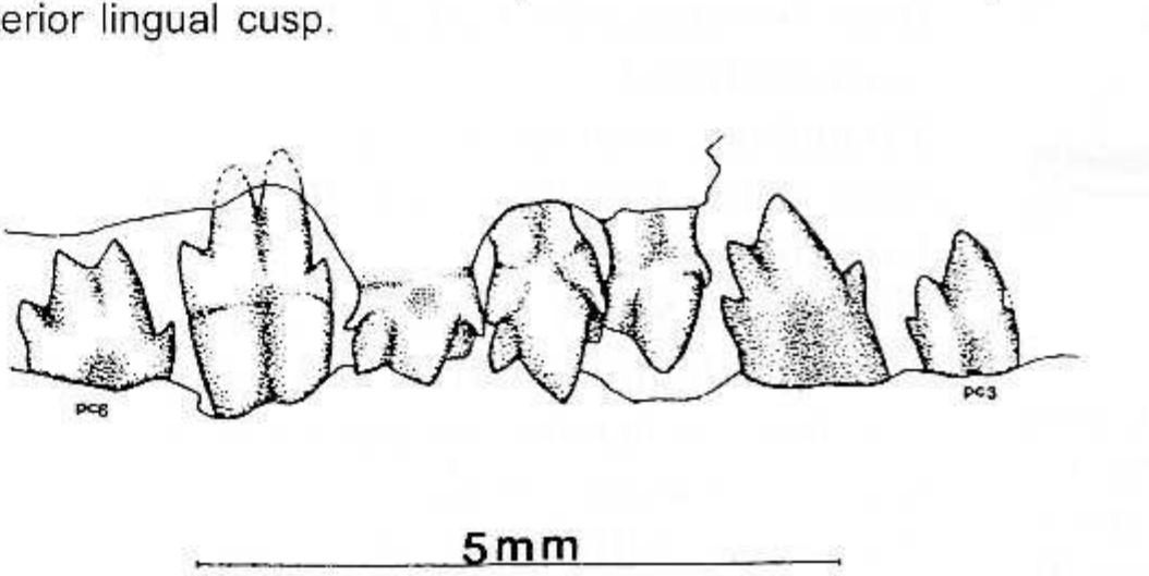 Brasilitherium riograndensis n.g.n.sp. specimen pv 0760 t.