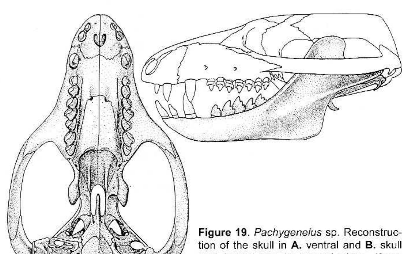 Figure 19 - The sister group of mammals: small cynodonts