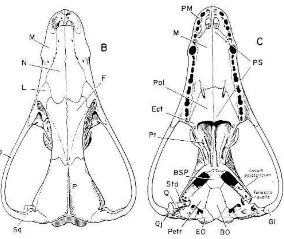 Morganucodon sp. reconstruction of the skull in a. dorsal