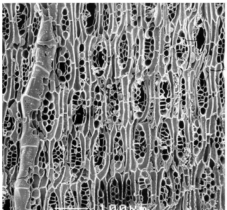 Sem photograph of the tangential section of archaeological