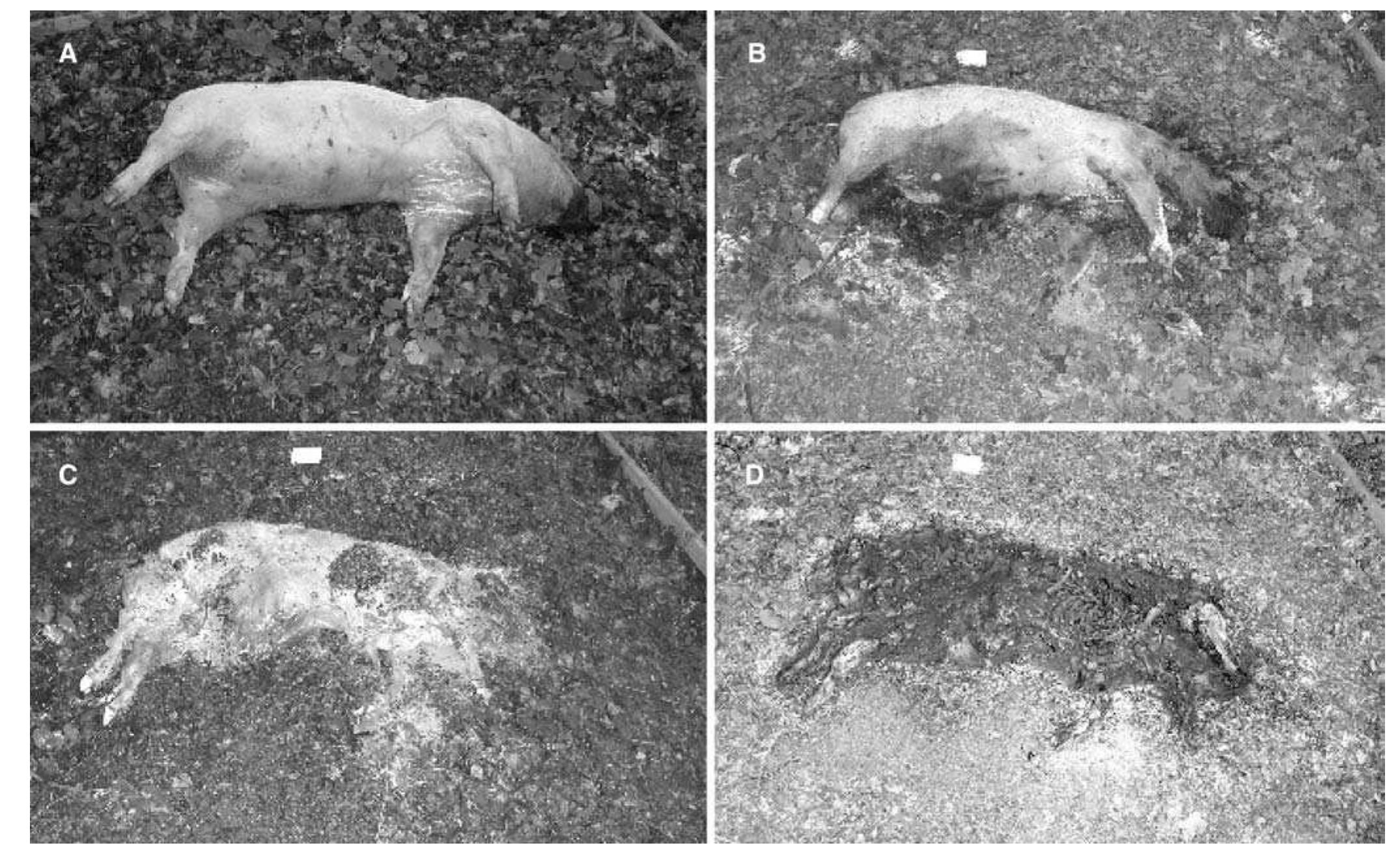A-d decomposition of a pig carcass in a forest in germany