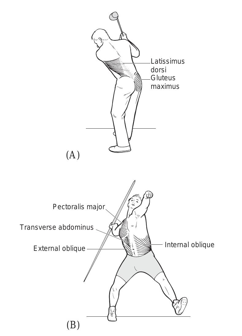 Oblique muscle slings: (a) posterior oblique sling and (b)