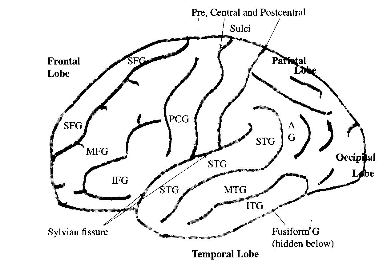 Shows the most important anatomical structures for language