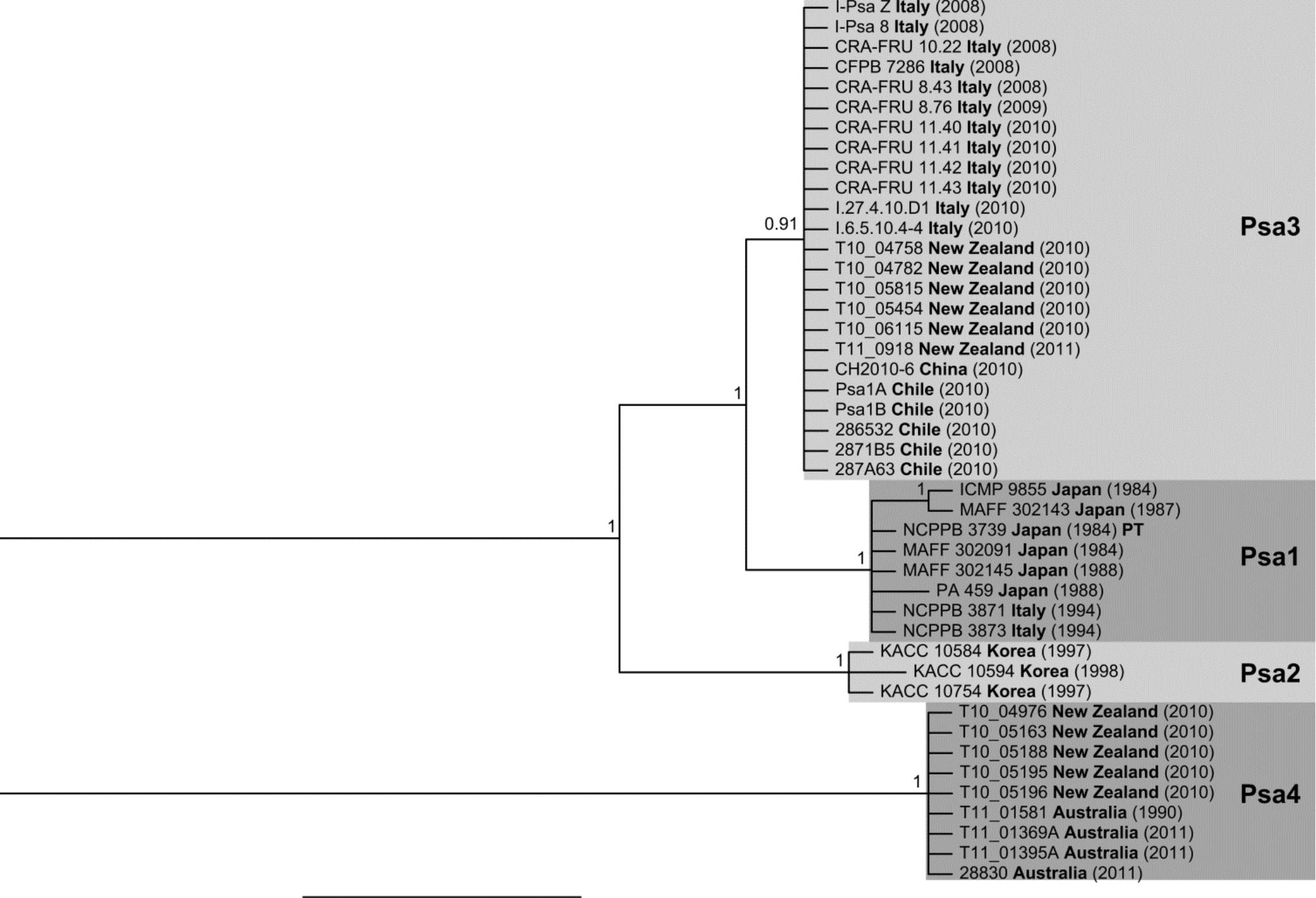 Bayesian inference phylogenetic tree of pseudomonas syringae