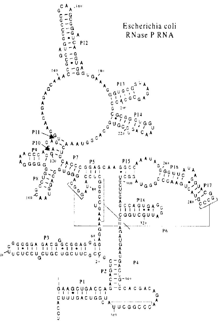 Secondary Structure Of E Culi Rnase P Rna Compare Helix
