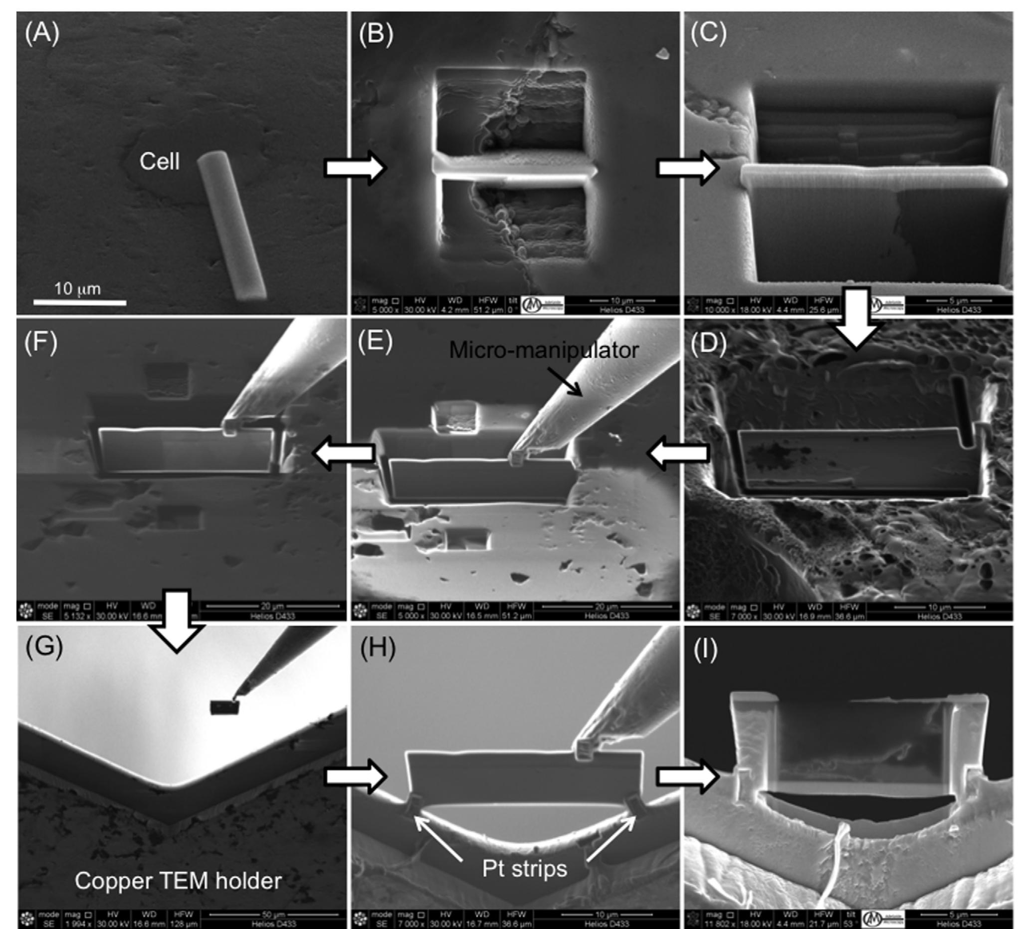 The nine steps (a-i) involved in the preparation of a