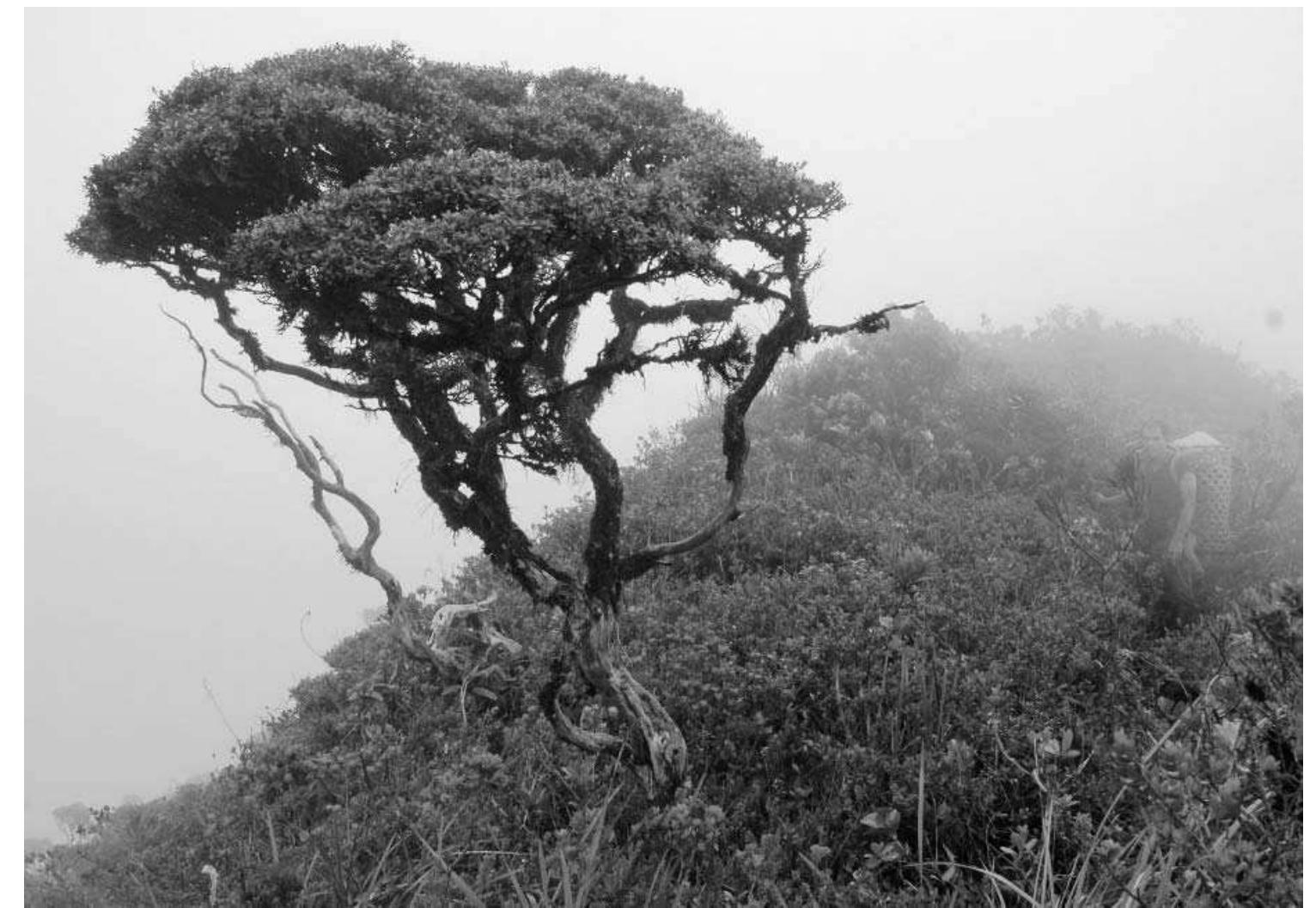 The stunted trees of mt hamiguitan’s elfin forest appear