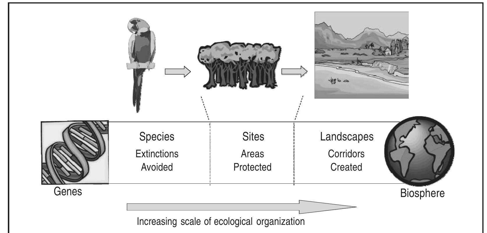 Schematic diagram of conservation outcomes of a corridor