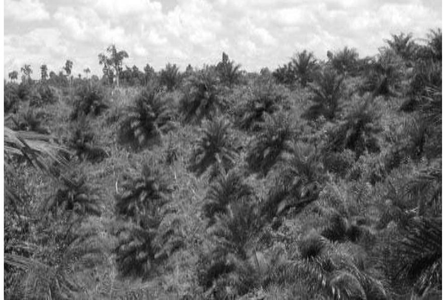 Secondary Forests Are Sometimes Cleared For Palm Oil 0663