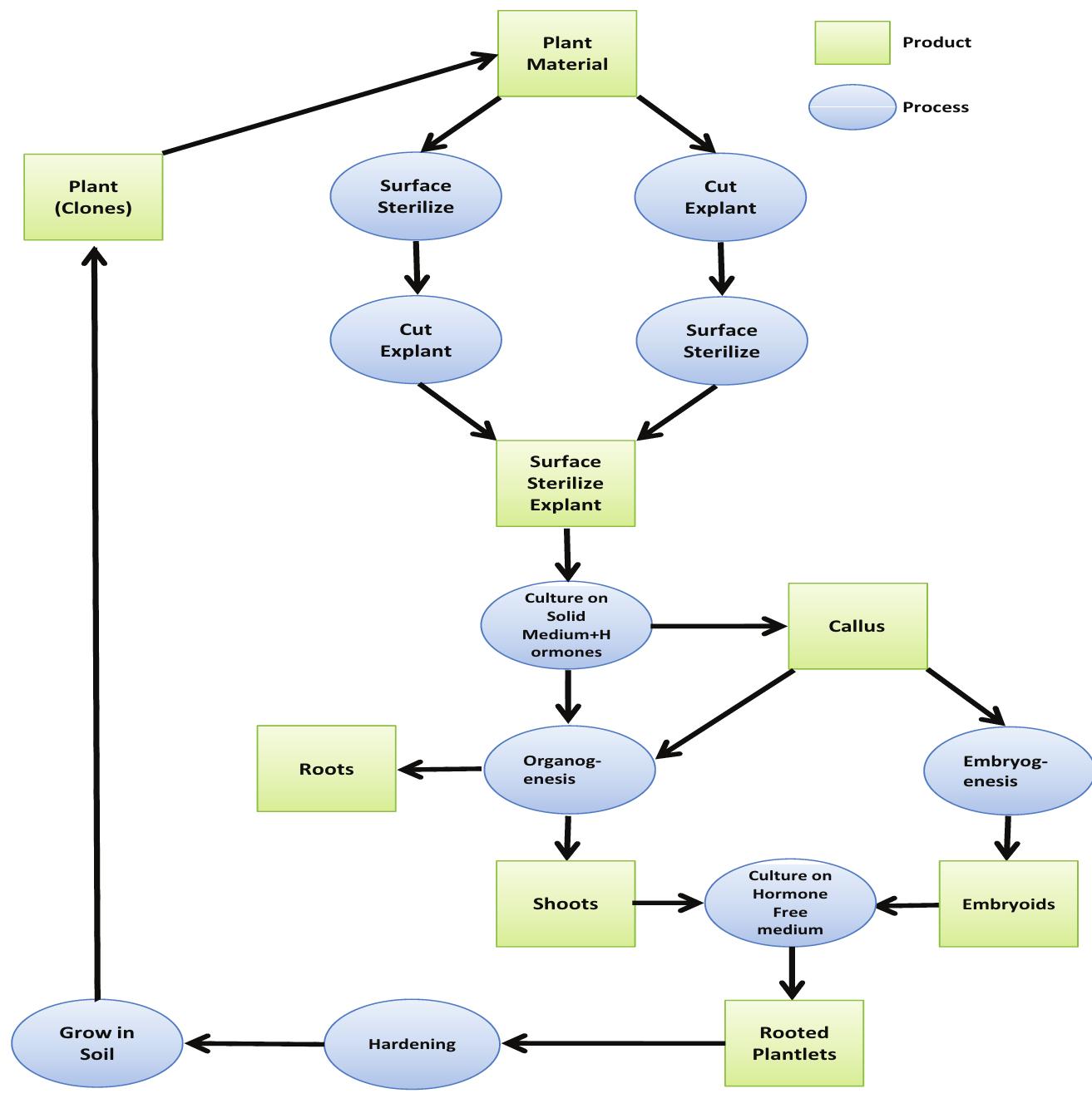Flow chart summarizing tissue culture experiments.
