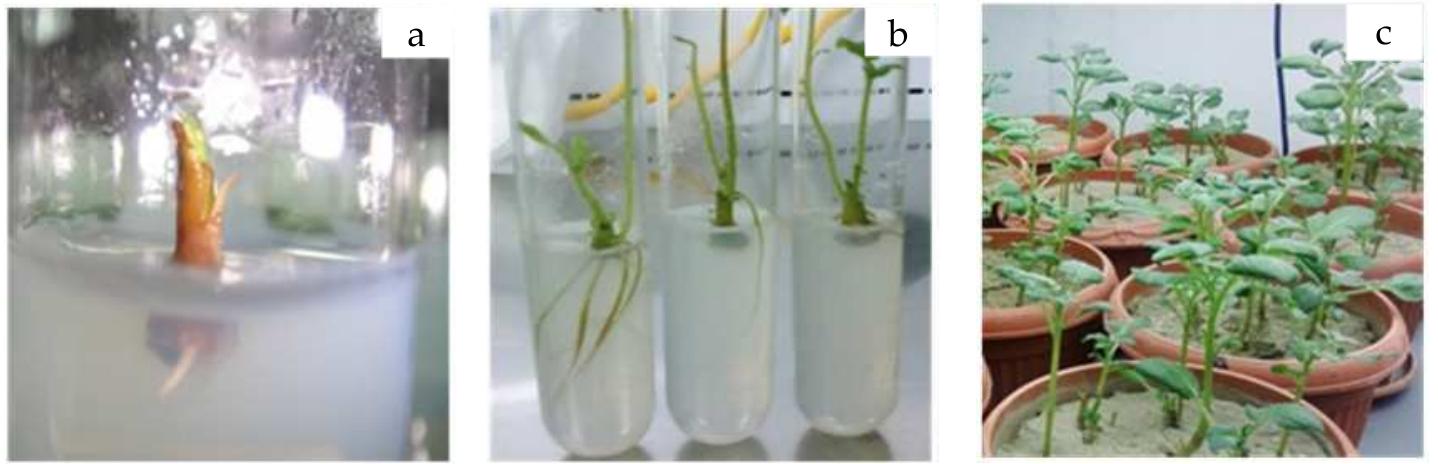 Tissue culture of potato (a) nodal segment (b) regenerated
