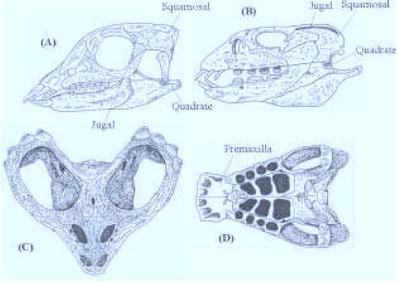Figure 4 - Fossils explained 48. Placodonts