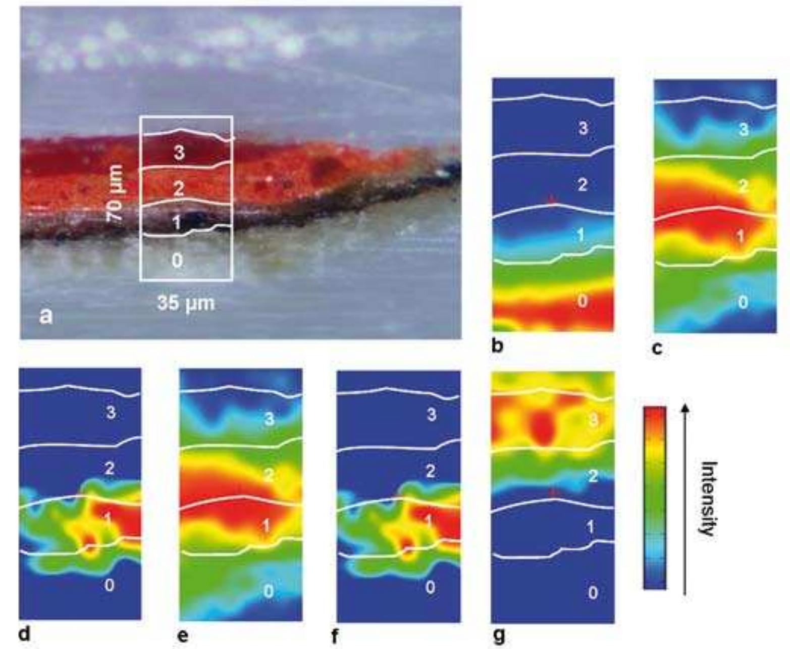 The communion of the apostles: cross-section of sample ca2,