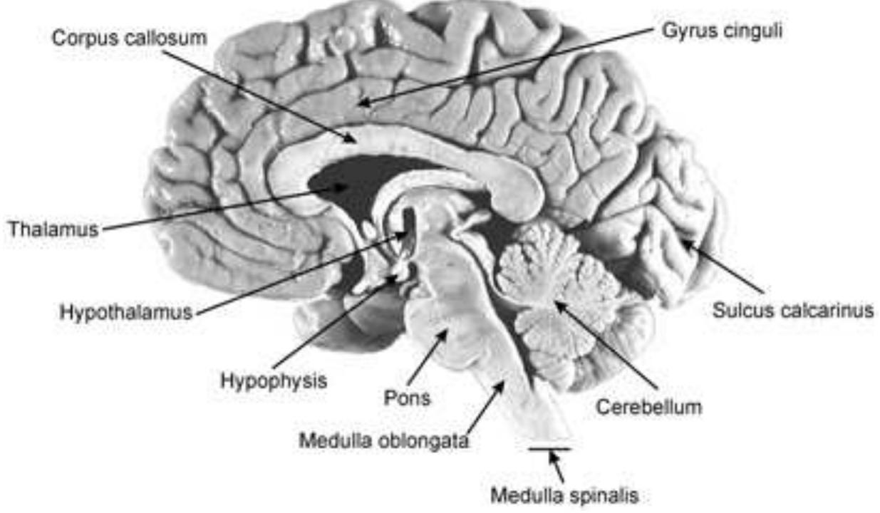 Anatomy of the human brain, longitudinal section. download