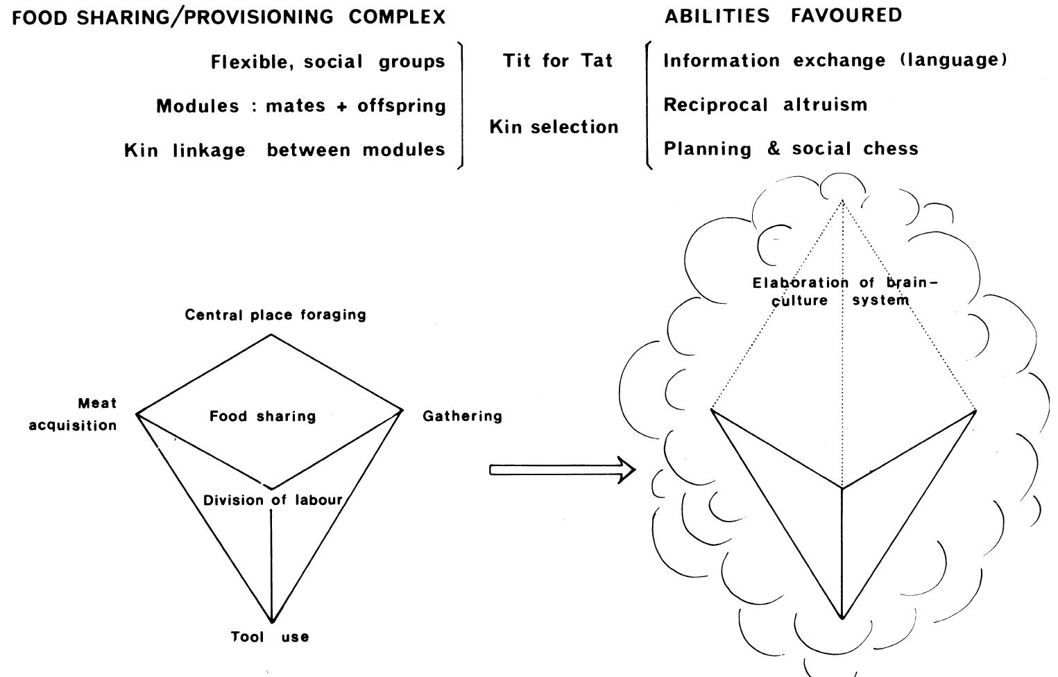 1.2 the ‘food-sharing’ or ‘central-place foraging’ model and