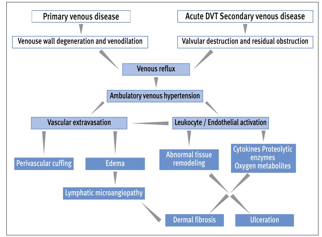 The pathophysiology of chronic venous insufficiency?