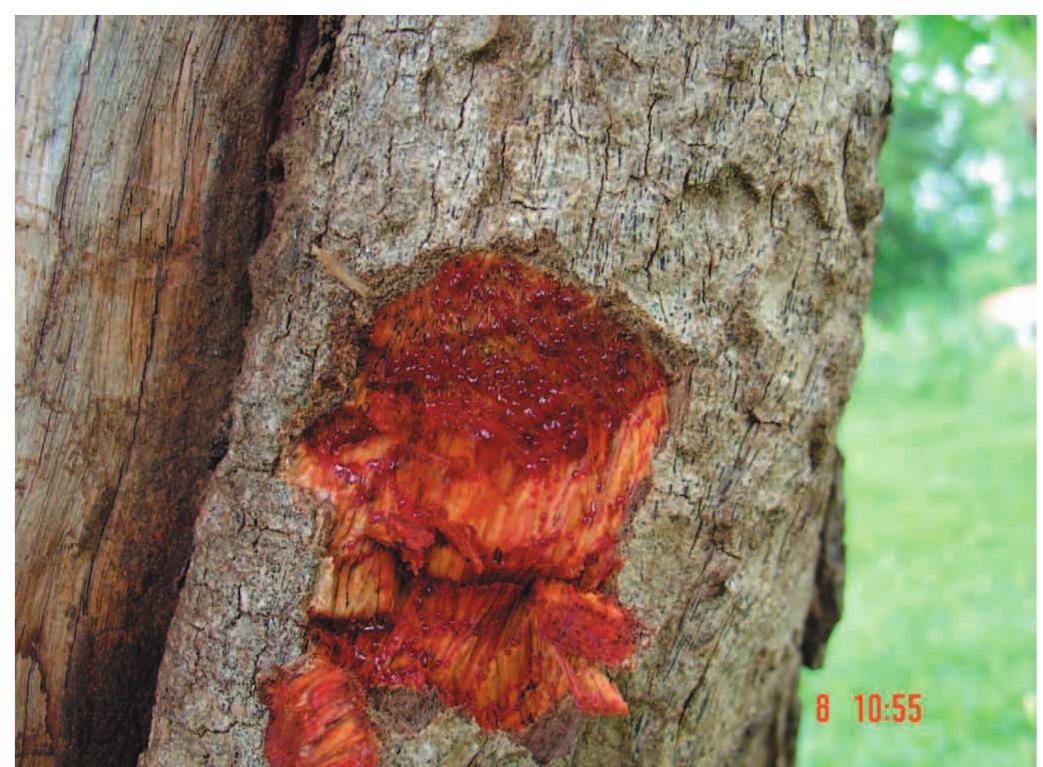 Blood-red sap secreted by the bingi tree (pterocarpus