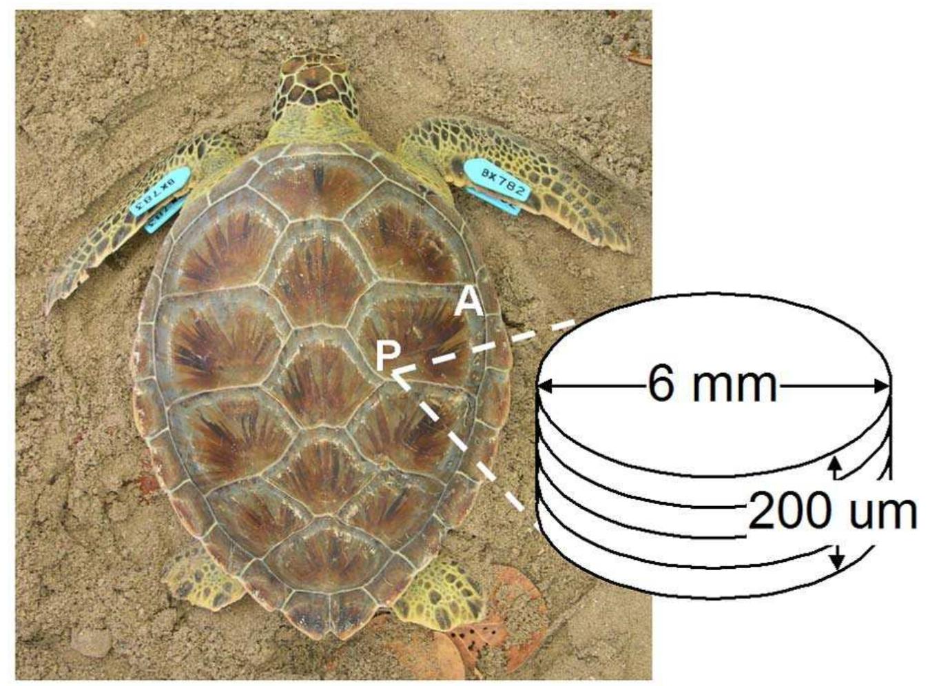 Figure 7 - Sea Turtle Life History Patterns Revealed Through