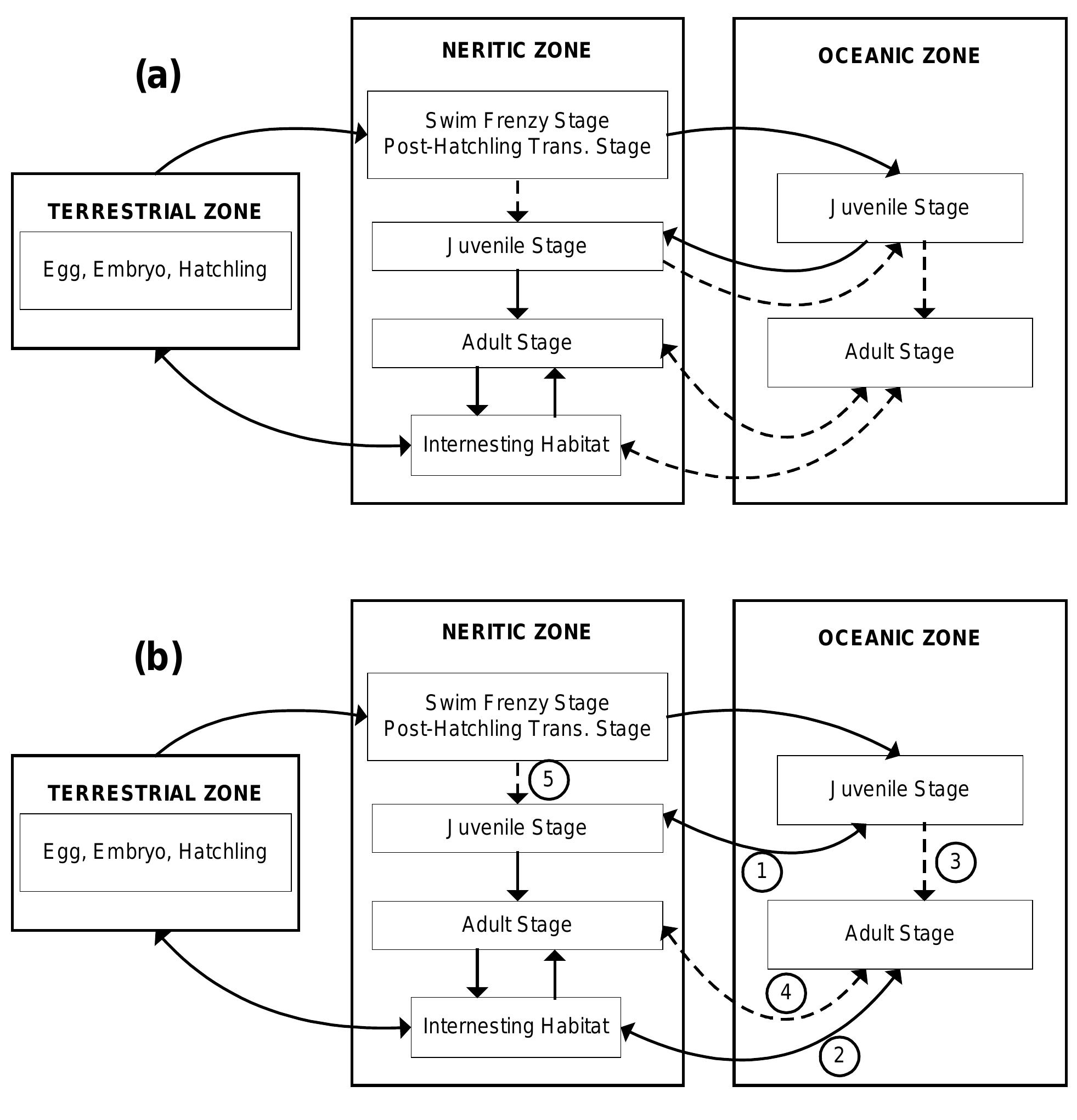 Figure 14 - Sea Turtle Life History Patterns Revealed