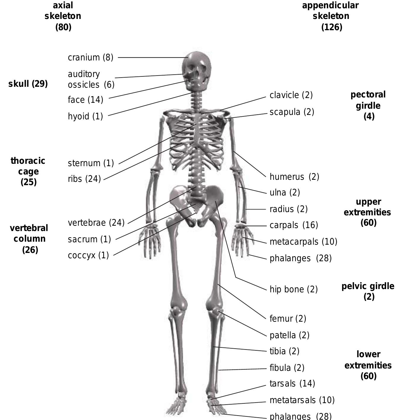 Ficure 1.4. frontal view of the human skeleton. the skeleton