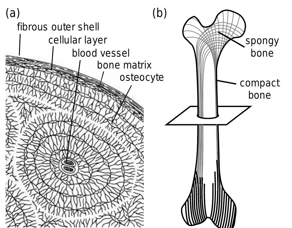 6a,b. the microstructure of a thin section of a long bone