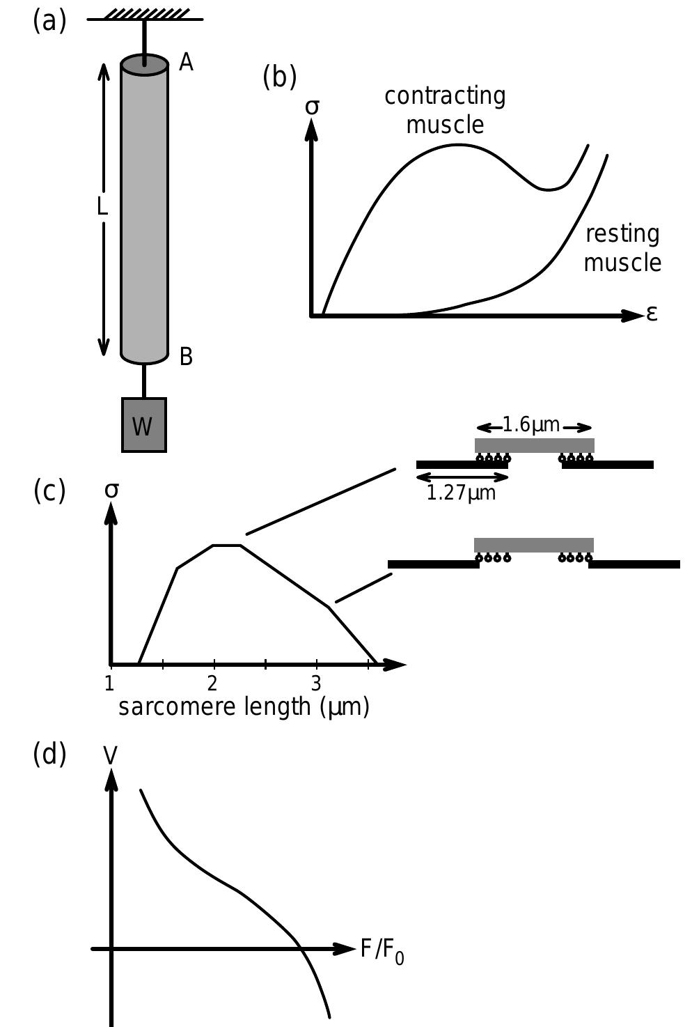 11a—d. a muscle fiber under tension (a). the isometric
