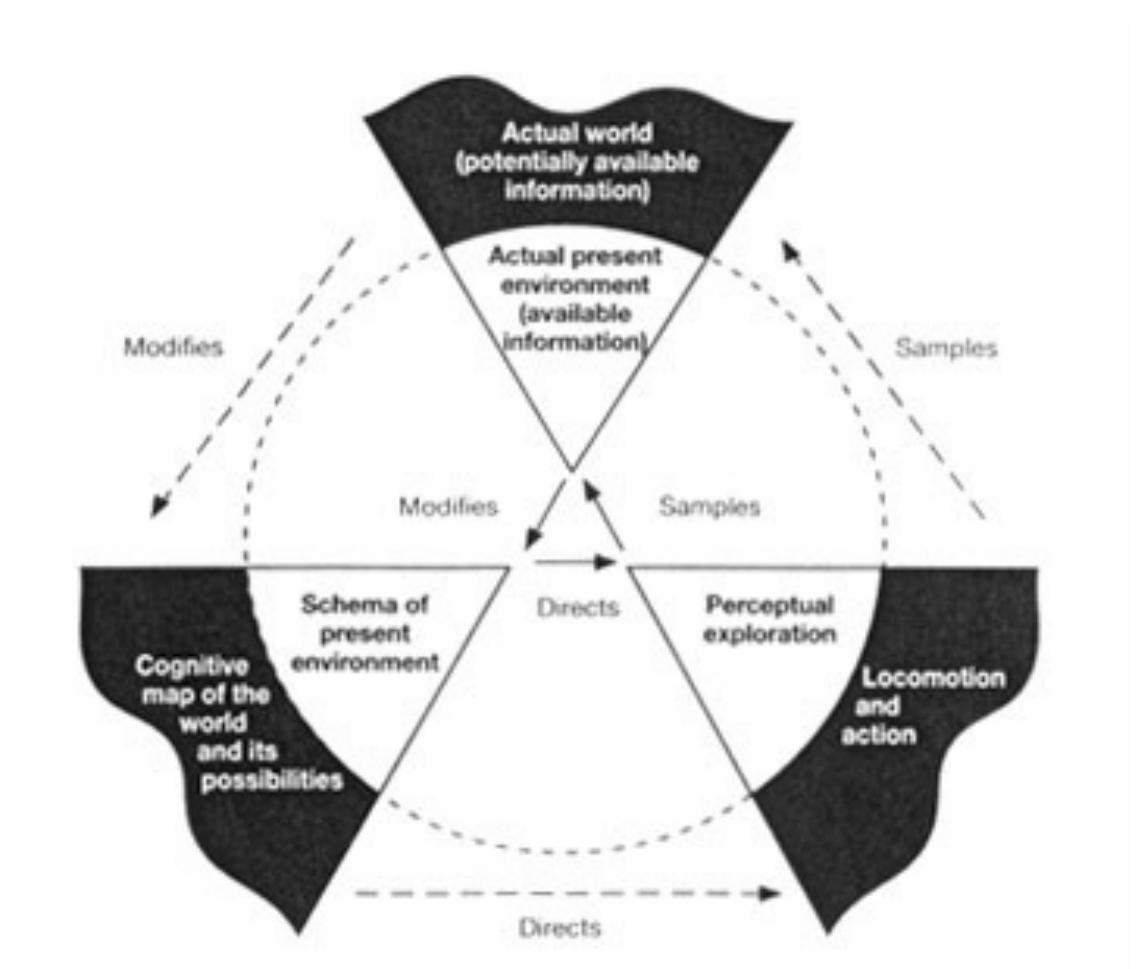 Five: expanded view of the perceptual cycle. the inner