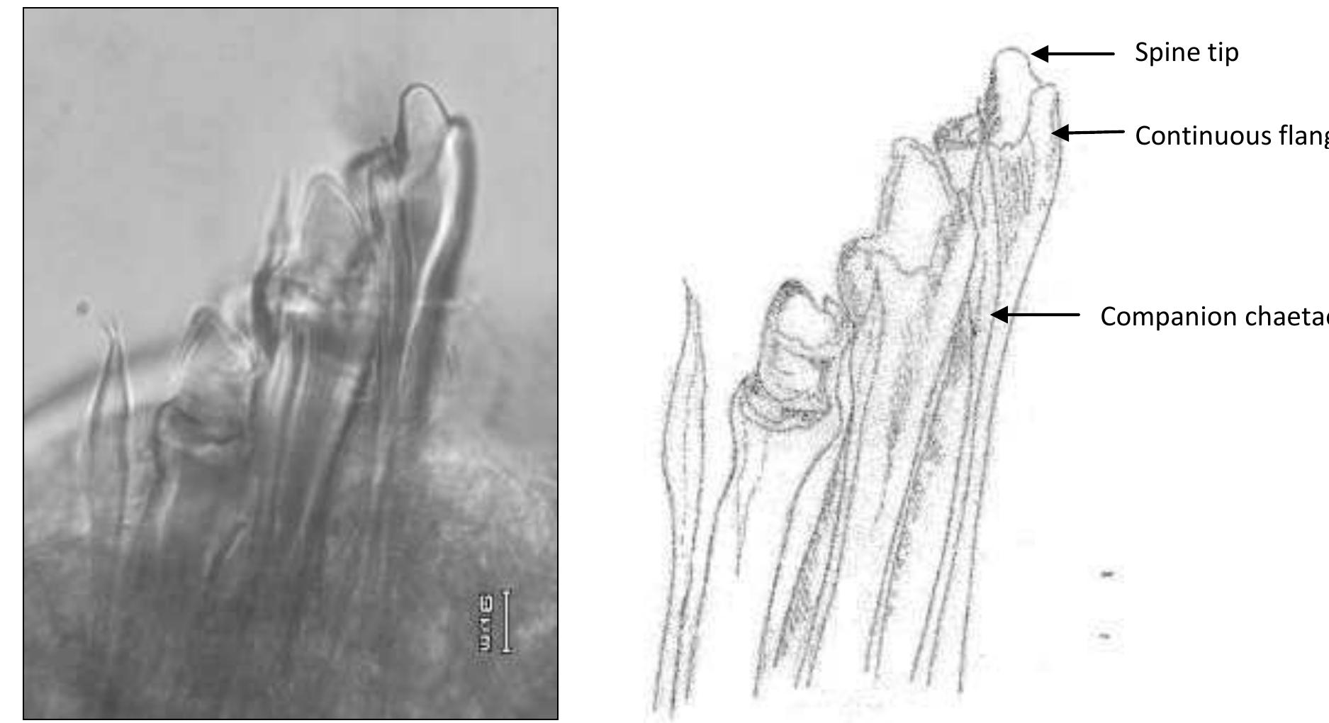 Figure 17 - Polydora and Dipolydora (Polychaeta: Spionidae)