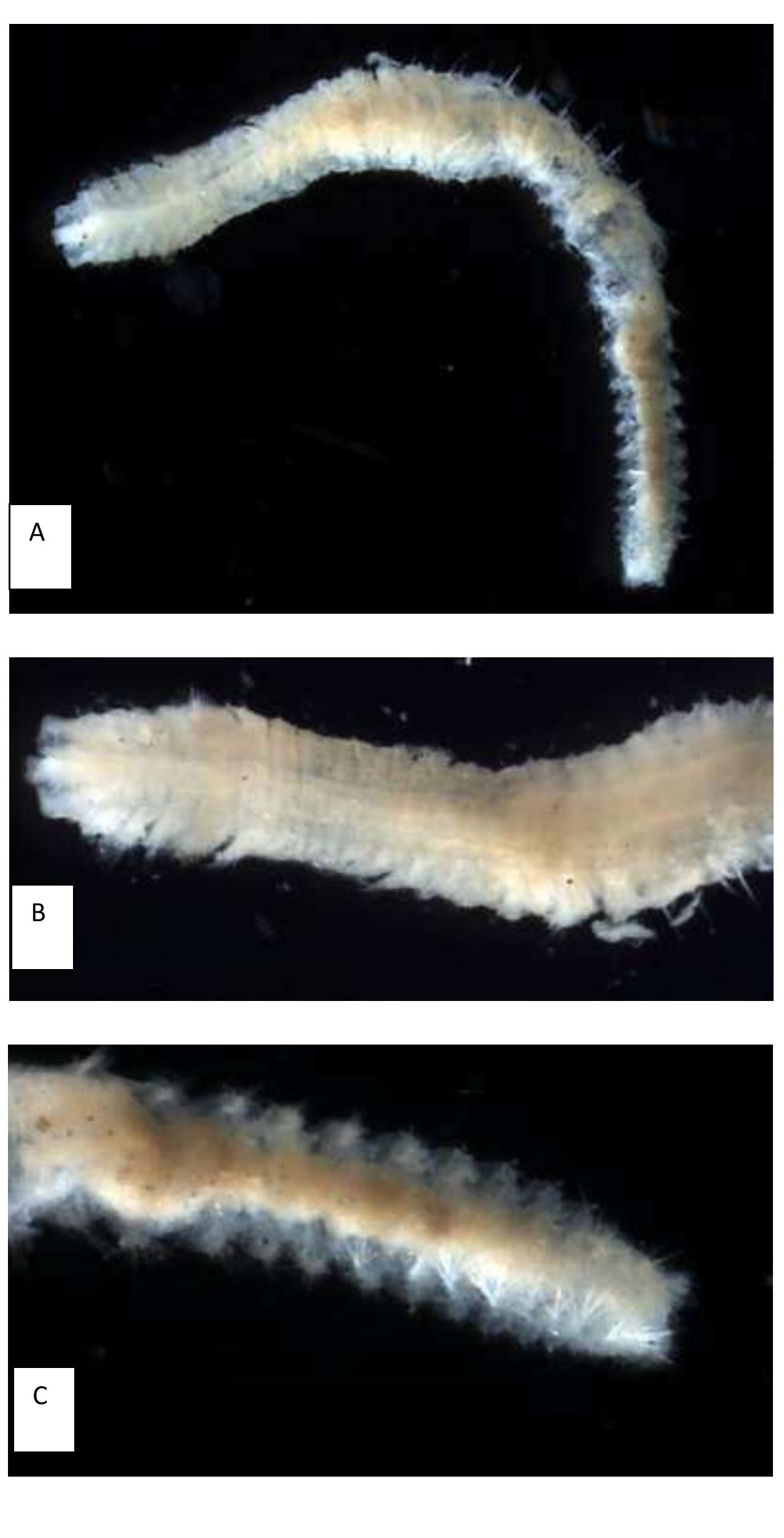 Figure 18 - Polydora and Dipolydora (Polychaeta: Spionidae)