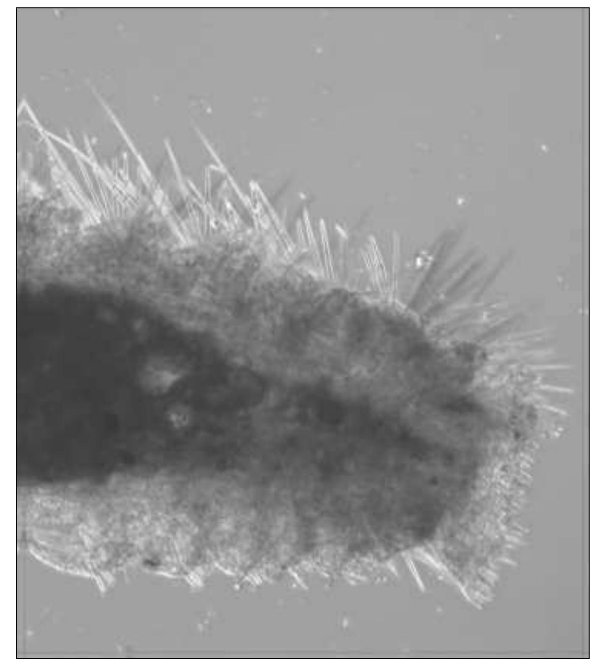 Figure 20 - Polydora and Dipolydora (Polychaeta: Spionidae)