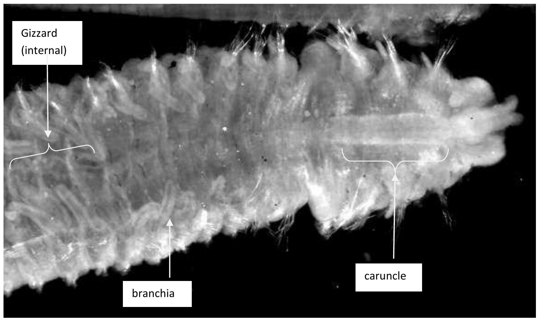 Figure 29 - Polydora and Dipolydora (Polychaeta: Spionidae)