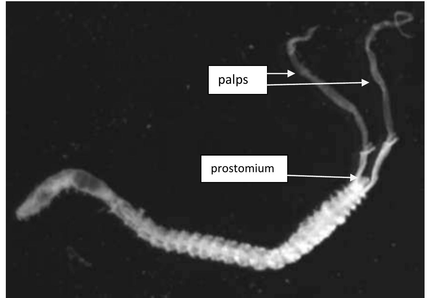 Figure 30 - Polydora and Dipolydora (Polychaeta: Spionidae)