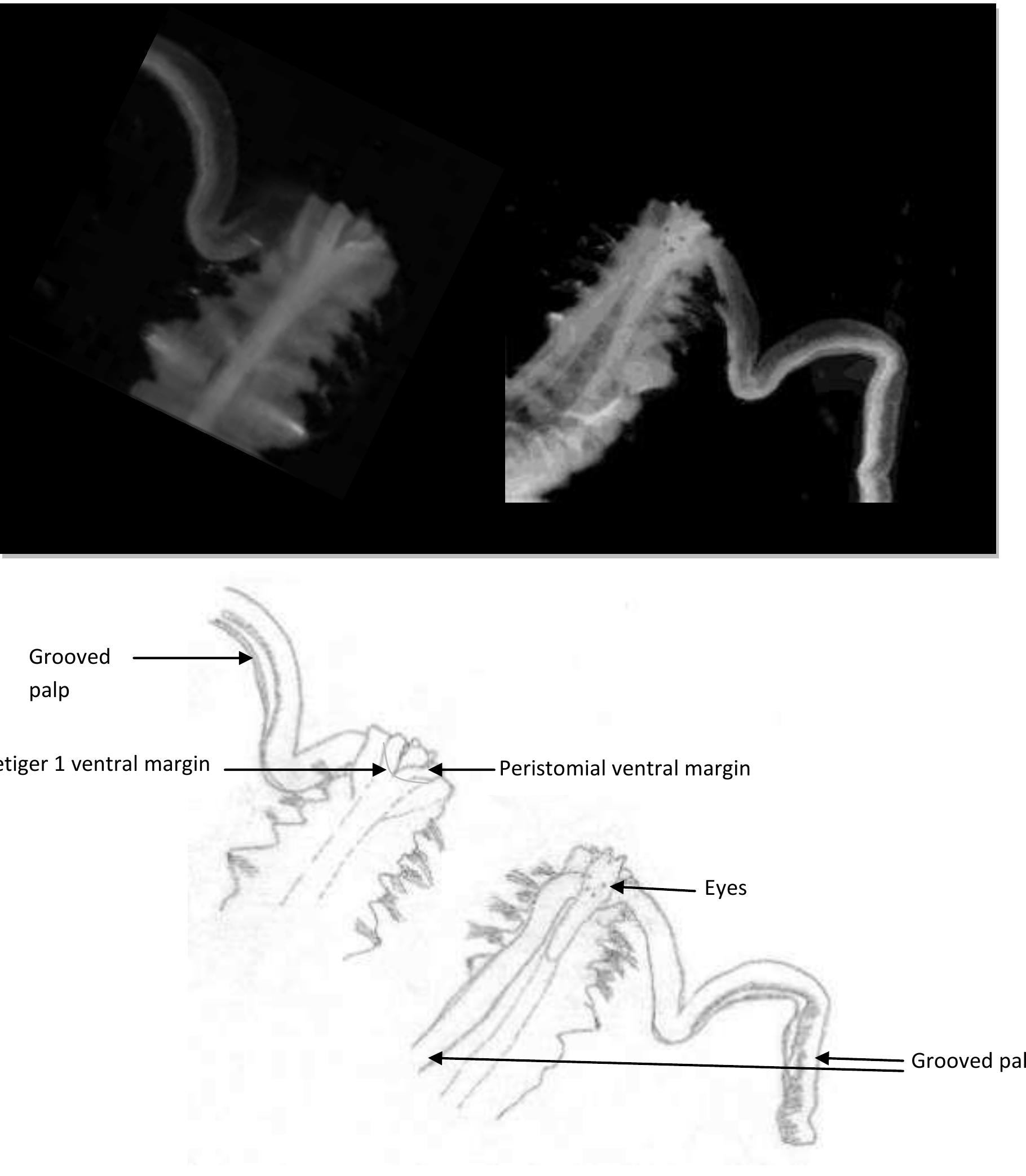 Figure 31 - Polydora and Dipolydora (Polychaeta: Spionidae)