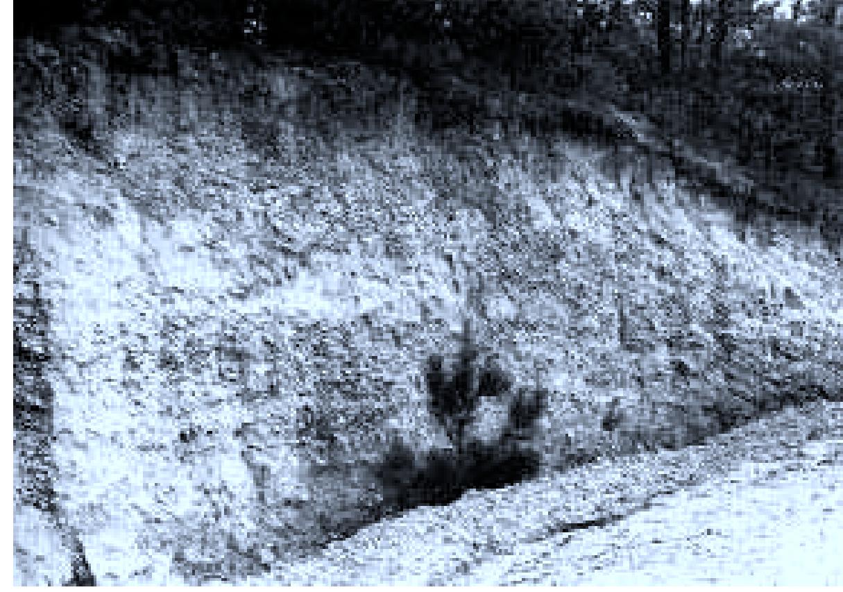 Figure 51 - Stratigraphy of the Jackson area, Aiken County,