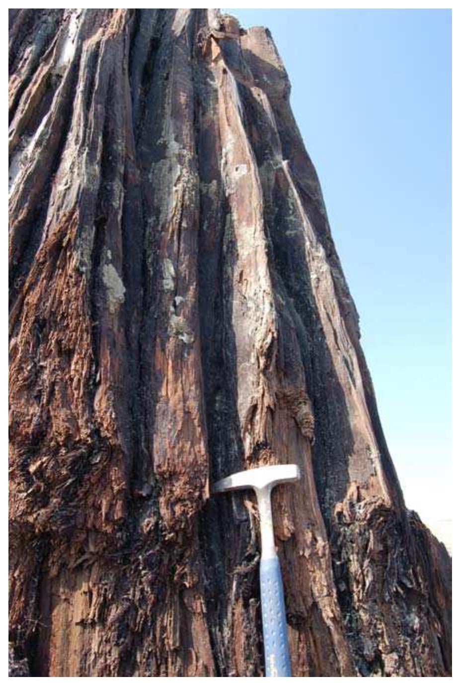 Heavily ribbed trunks resemble sequoia. there are classical