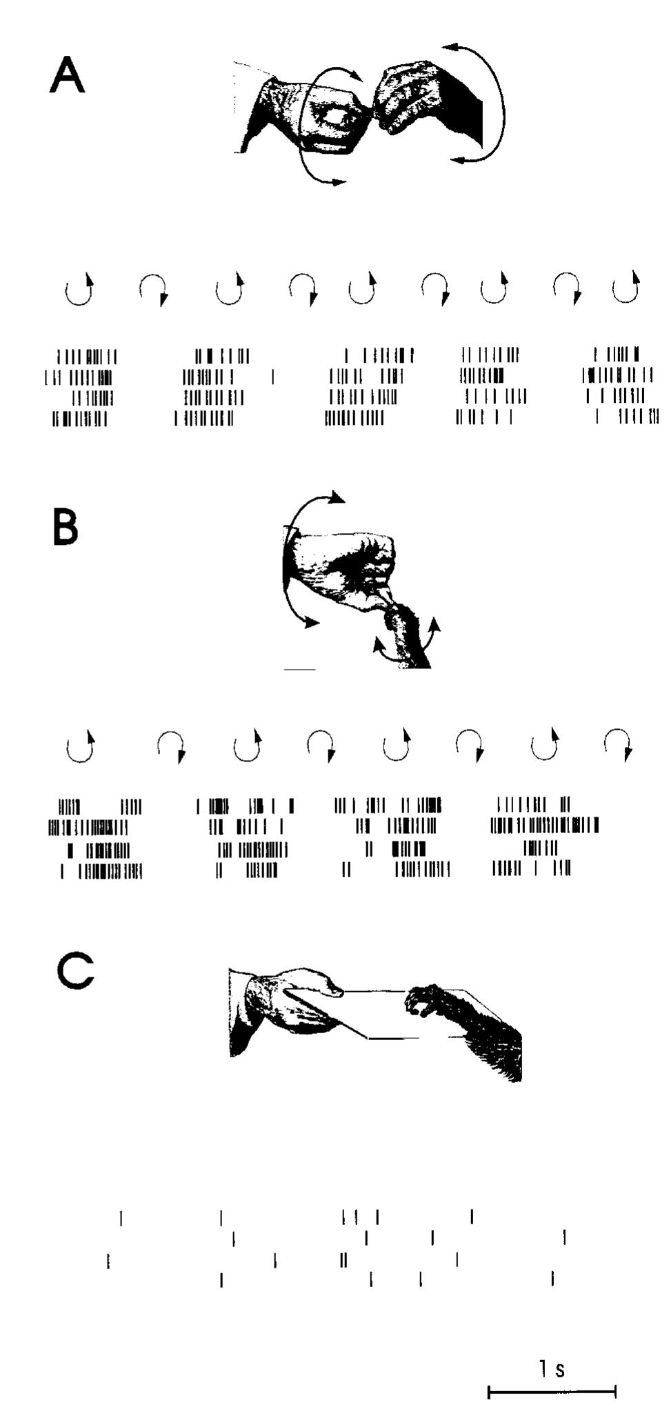 Example of a highly congruent mirror neuron. a, the monkey
