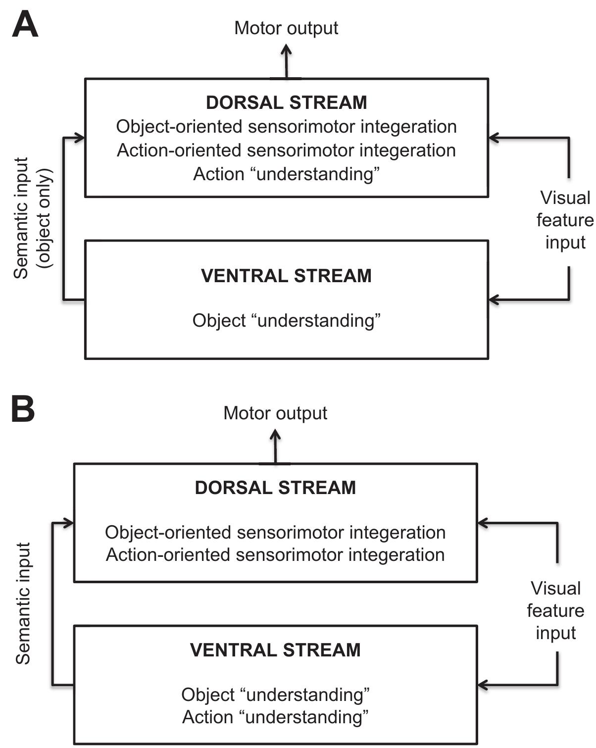 |. schematic models of dorsal and ventral stream function.
