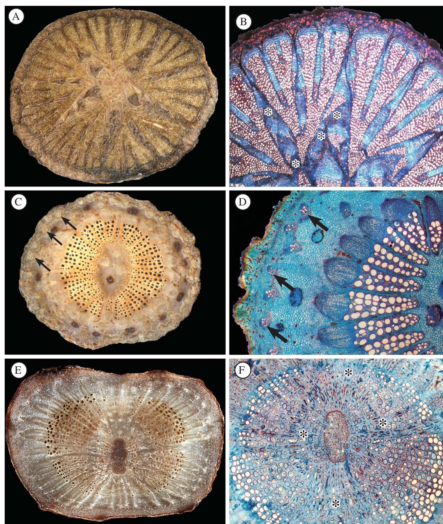 Macroscopic transverse sections from the stems of lianas,