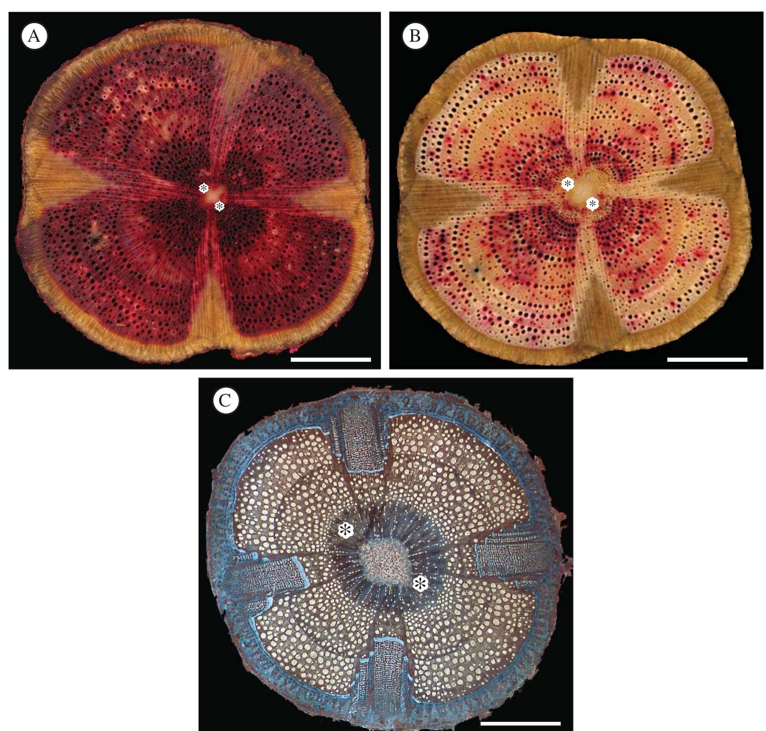 Stem transverse sections of bignoniaceae lianas. in