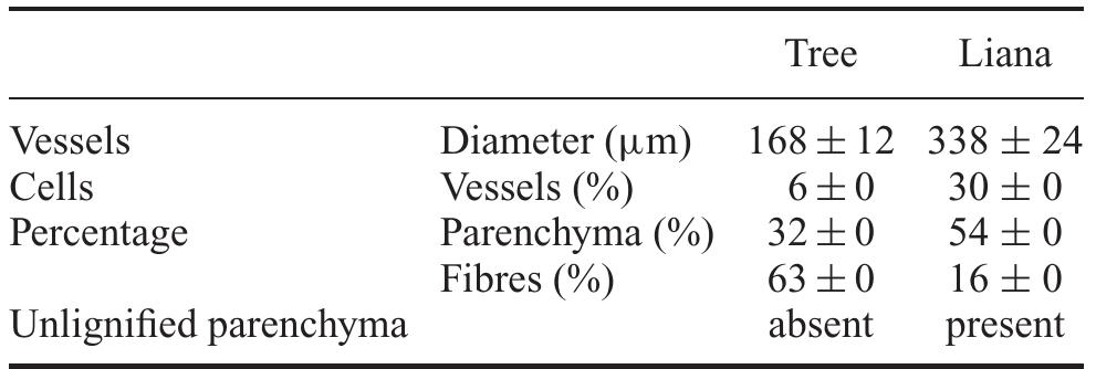 Major differences in the stem anatomy of tree and liana