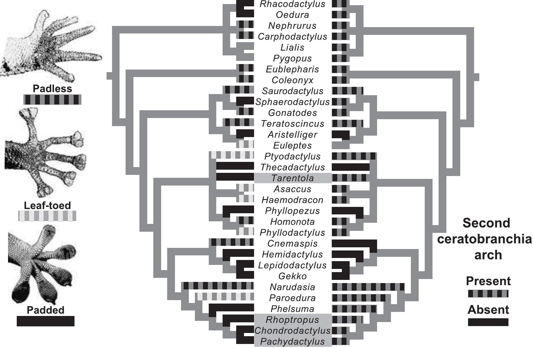 Simplified topology from our data showing the distribution
