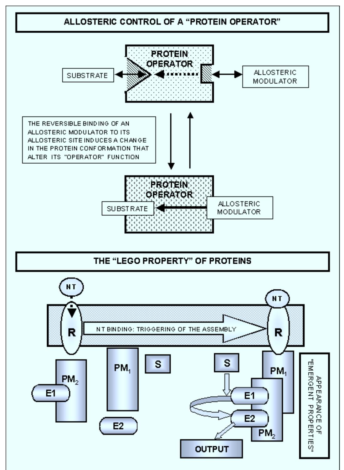 Schematic representation of the “allosteric property” of