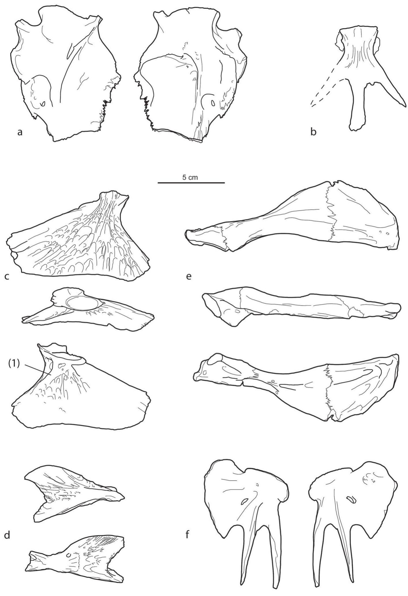 Schematic drawing of arius gigas bones. a. left