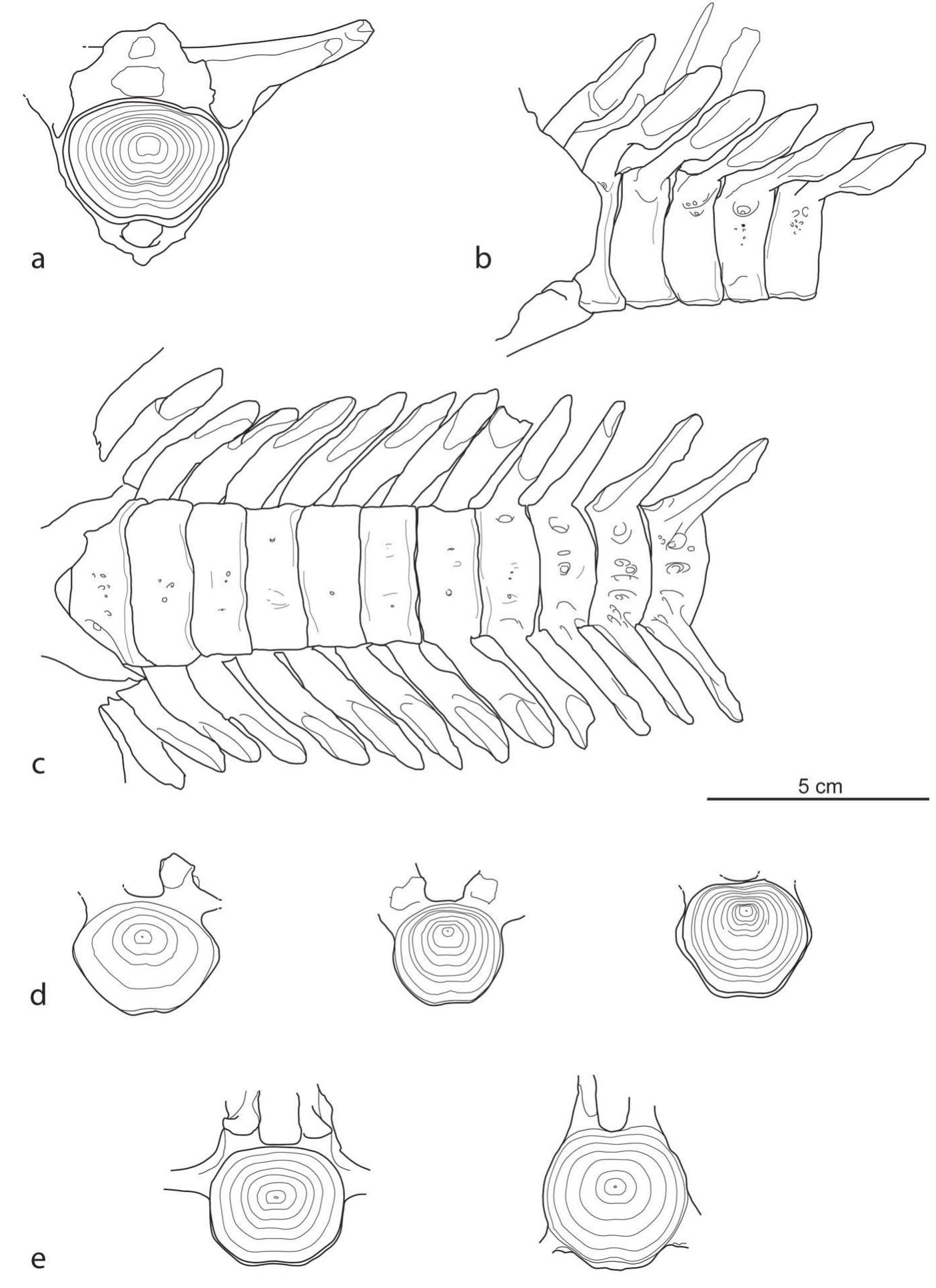 Schematic drawing of arius gigas precaudal vertebrae. a.