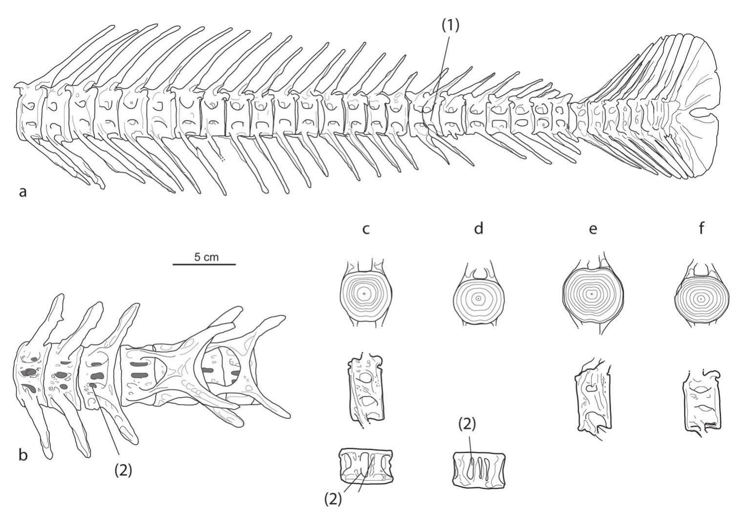 Schematic drawing of arius gigas caudal vertebrae. a.