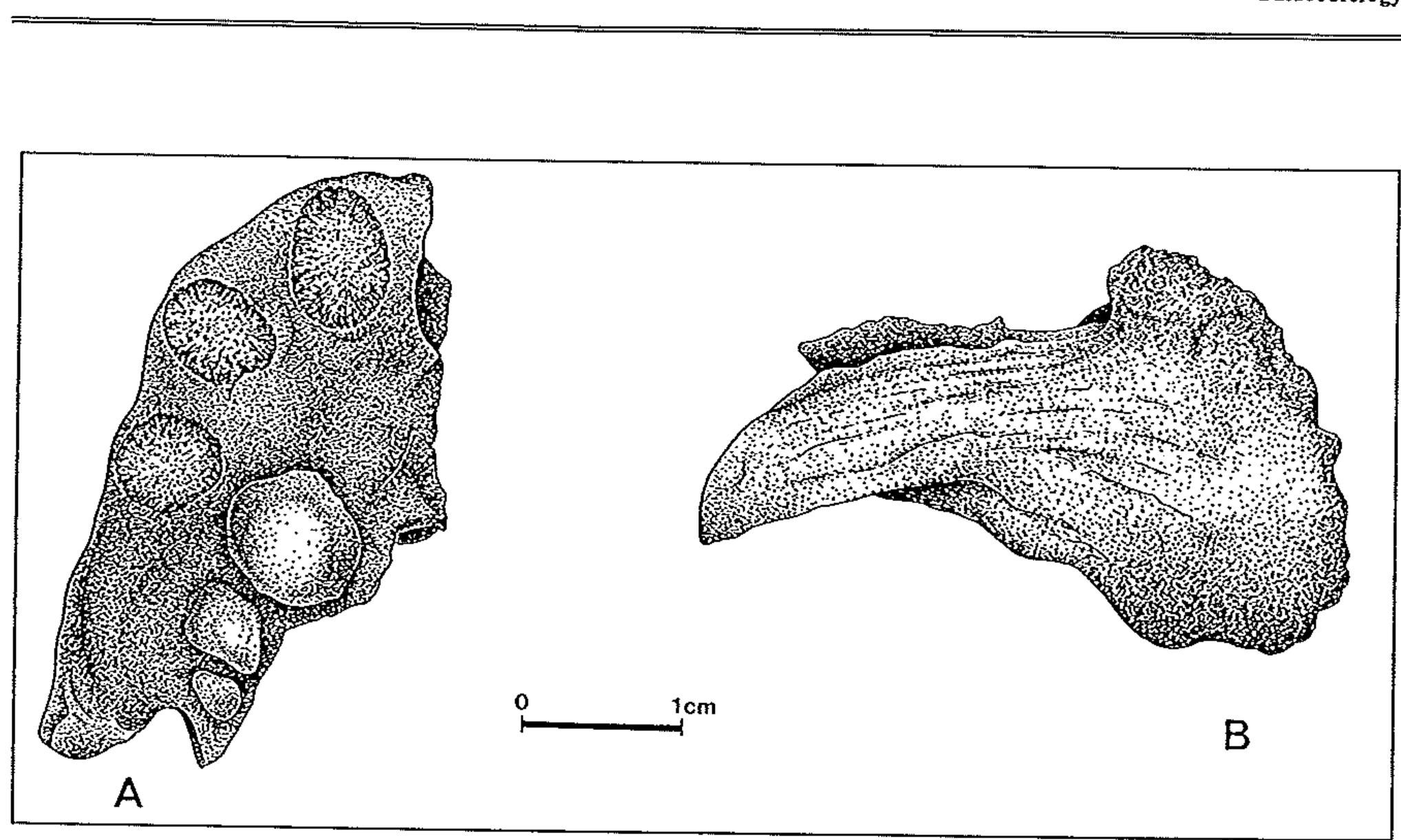 Geology and palaeobiology of the albertine rift valley,